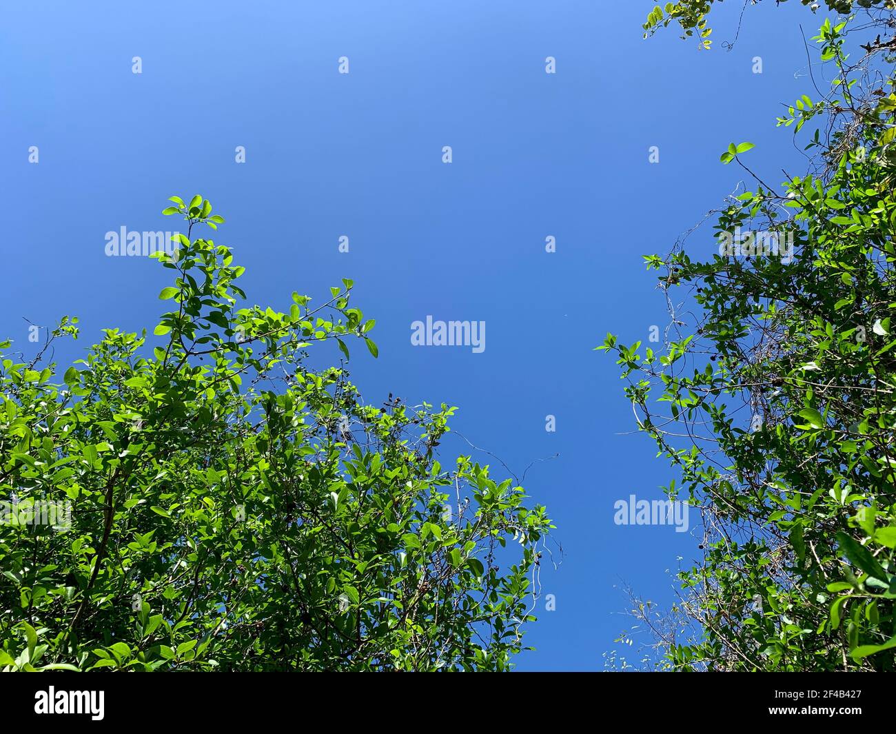 Tall mangrove hi-res stock photography and images - Alamy