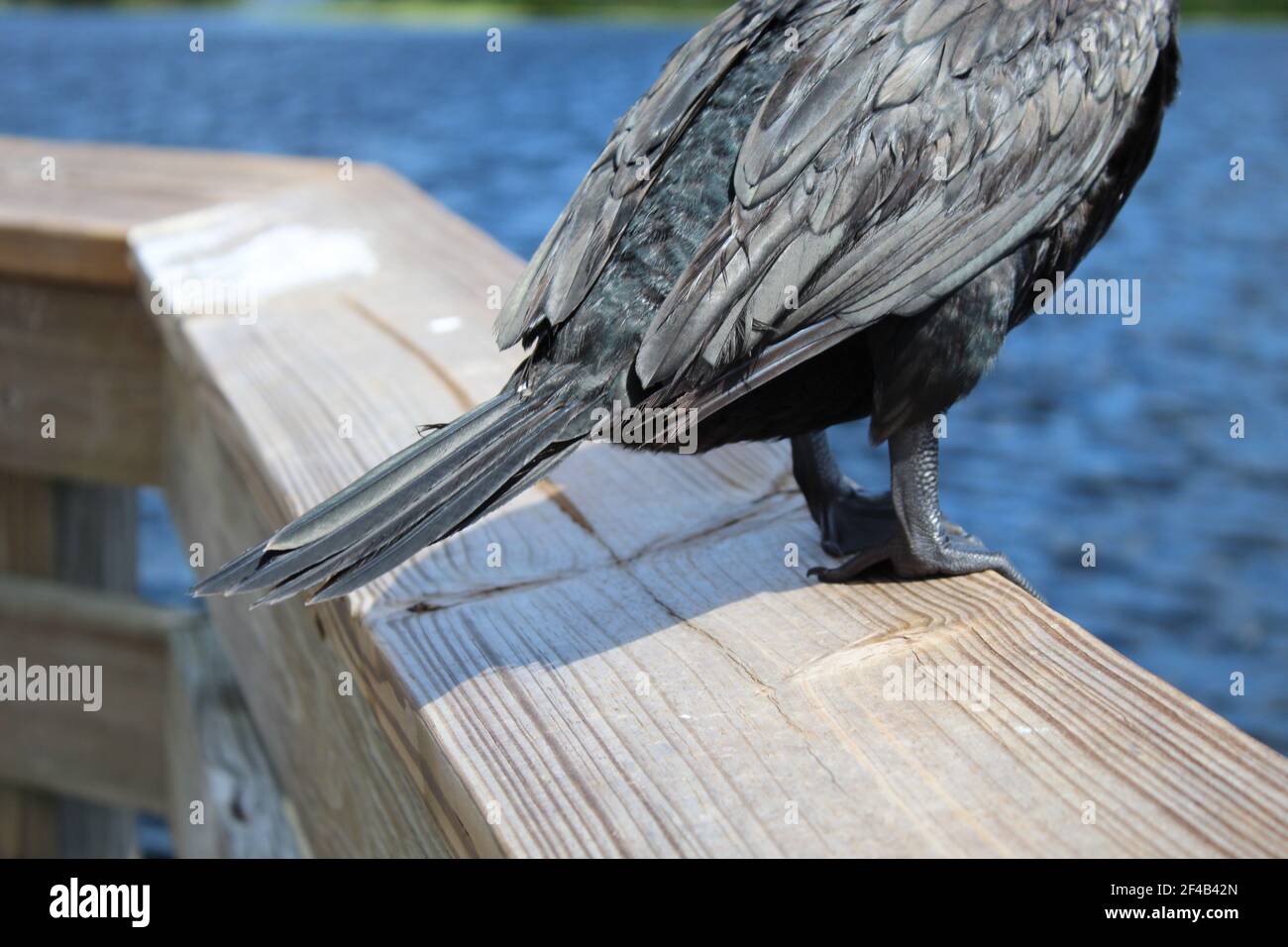 Black feathers of an anhinga bird Stock Photo - Alamy