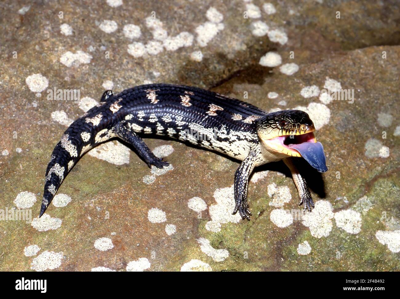 Southern blue tongue lizard hi-res stock photography and images - Alamy