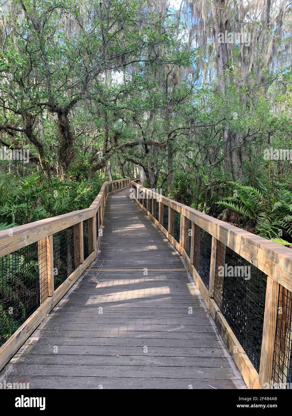 Florida is a swamp, but people are able to view the beauty of nature ...