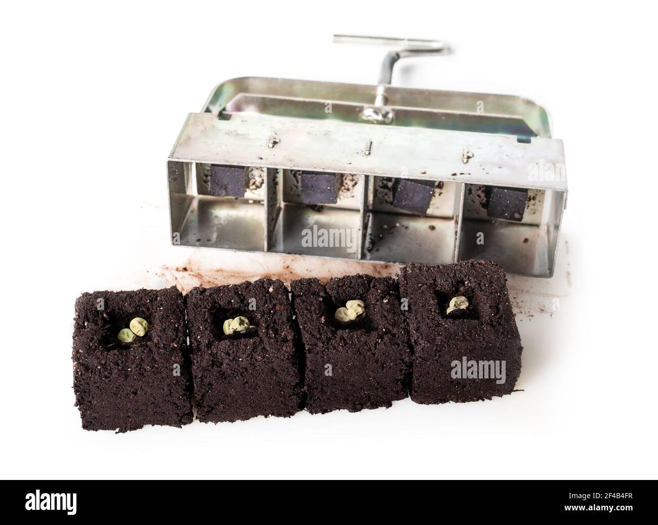 Green peas in hand Cut Out Stock Images & Pictures - Alamy