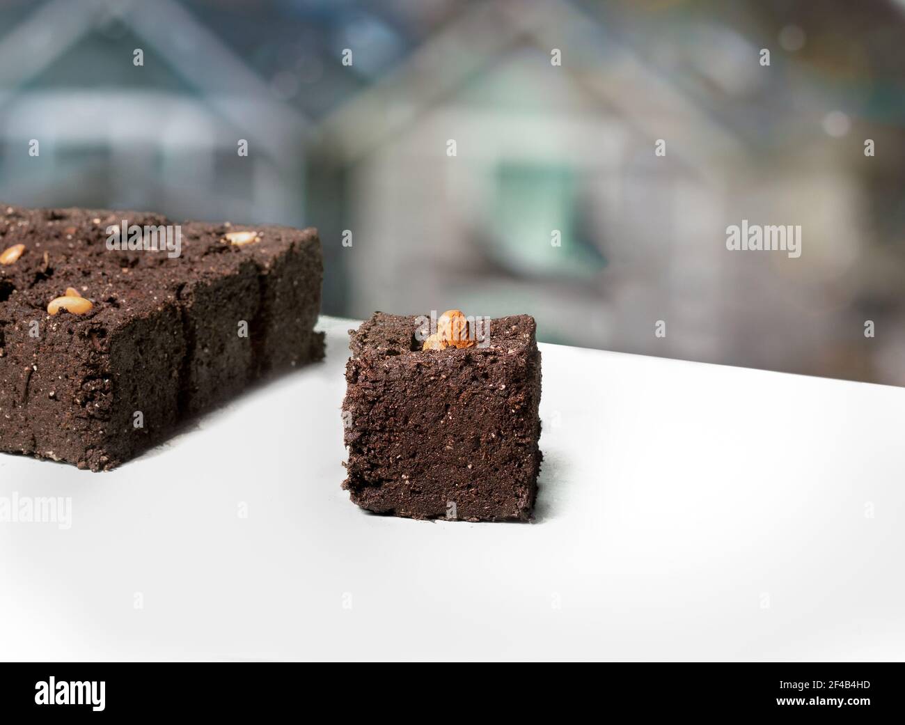 Bean seeds in soil blocks for starting plants indoor to transplant ...