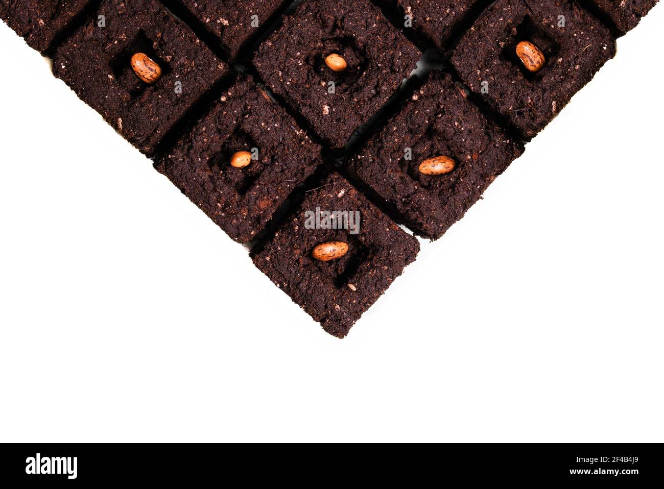 Top view of bean seeds in soil blocks. Compressed soil blocks are used ...