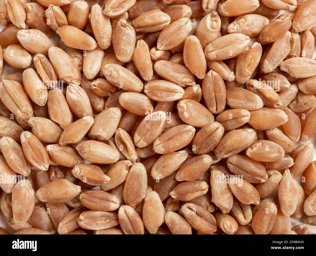 Organic hard red spring wheat kernels spread out, close up. Background ...