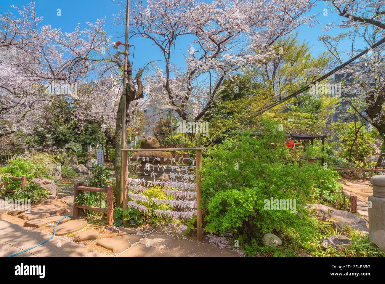 tokyo, japan - april 06 2020: Cherry blossoms overlooking the Shinto o ...