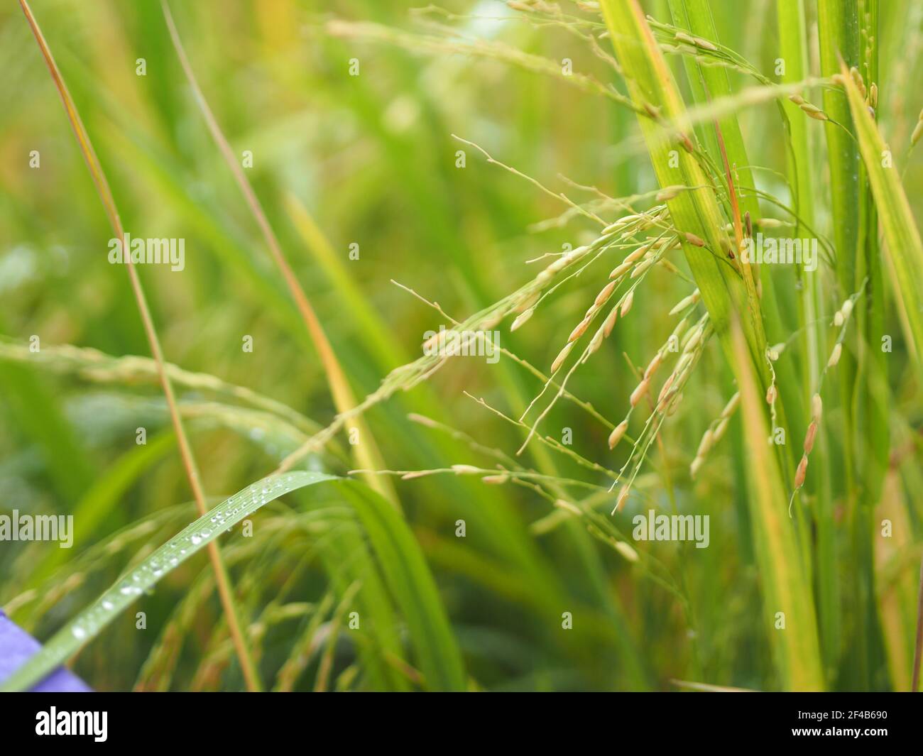 Spike green paddy rice in the field plant, Jasmine rice on blurred of nature background Stock ...
