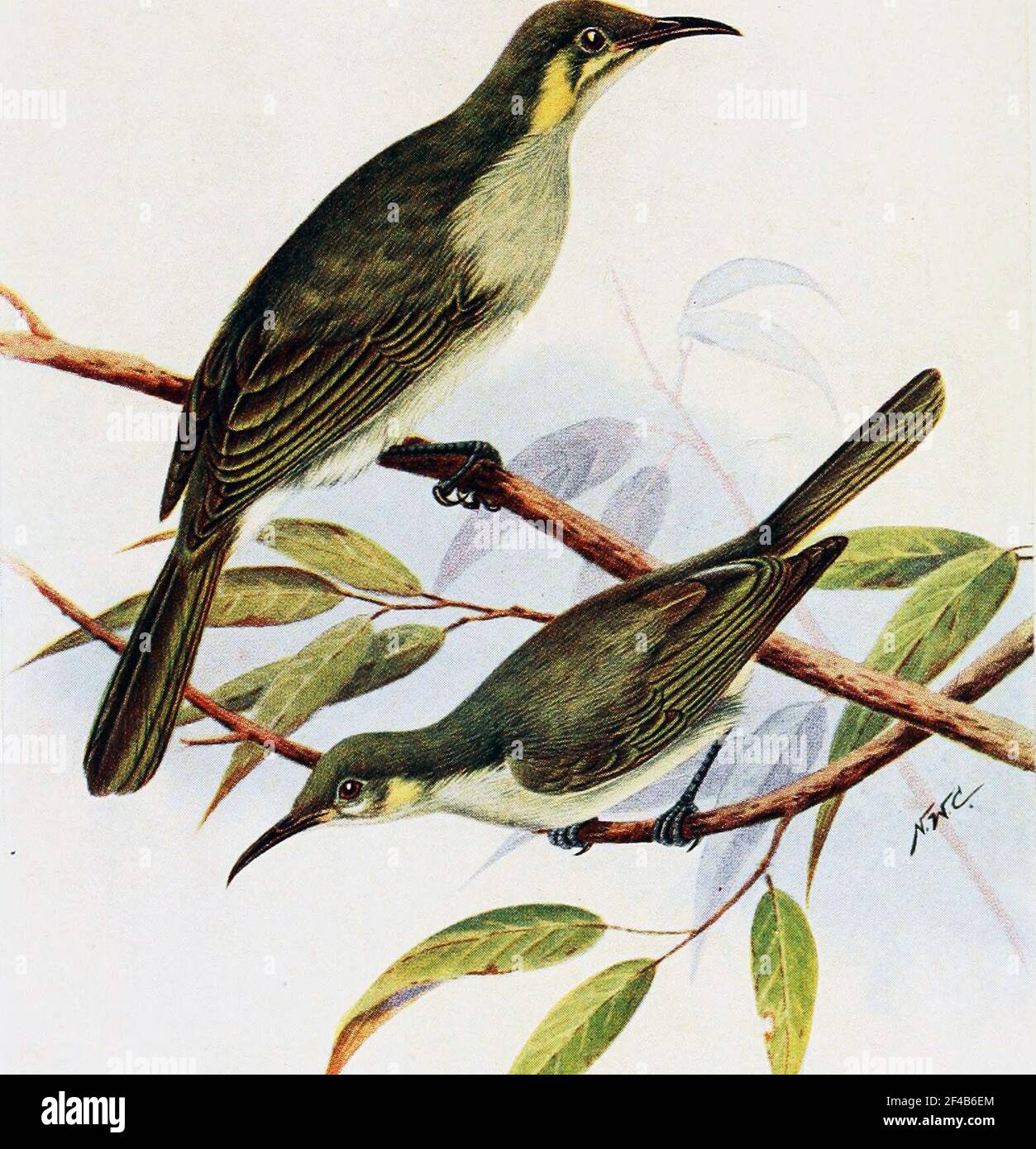 Historical Bird Illustration - THE YELLOW-SPOTTED HONEY-EATER [Ptilotis ...
