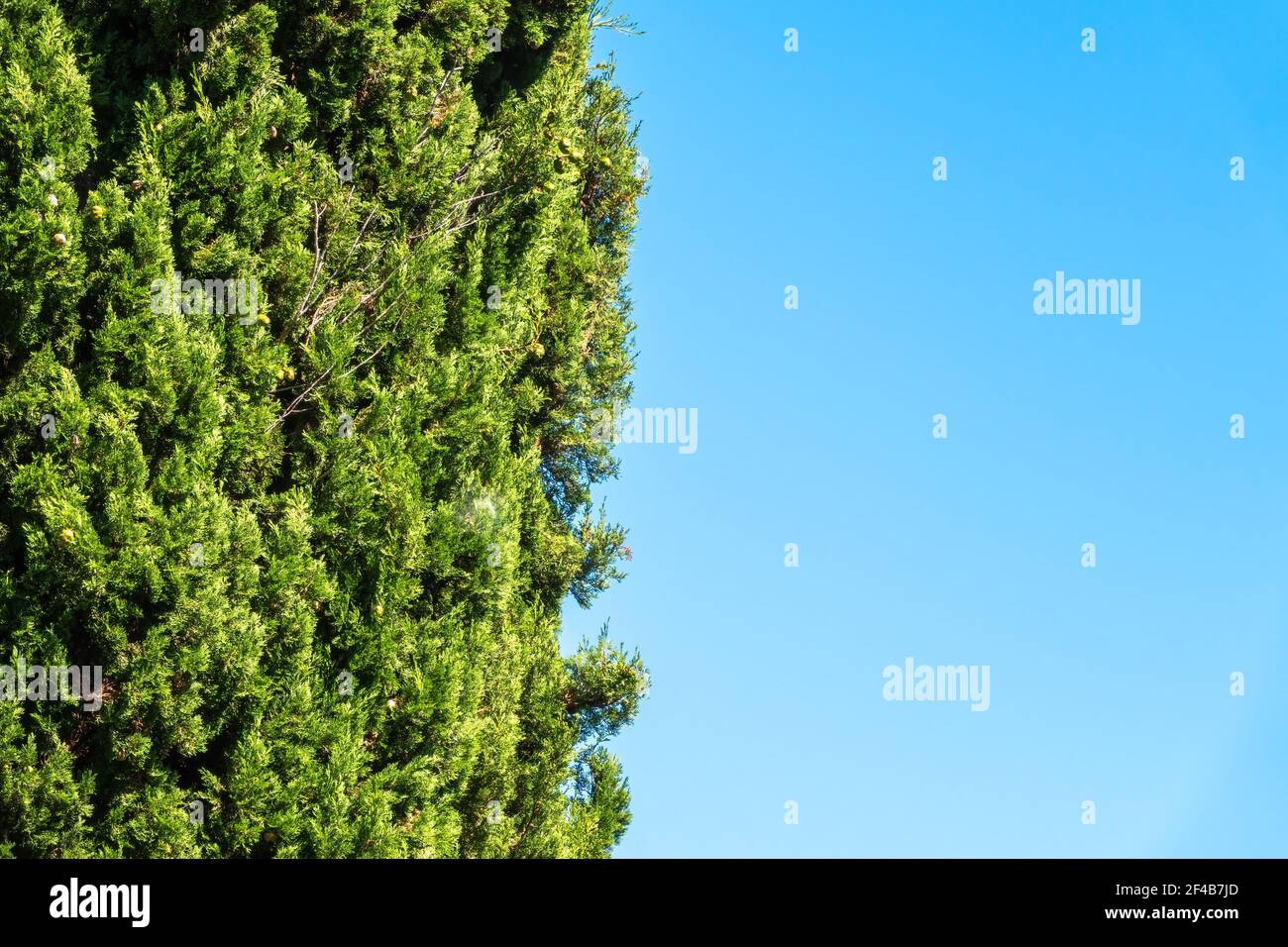 Branches of Cupressus tree on blue sky background. Tall evergreen tree with a pyramidal crown ...