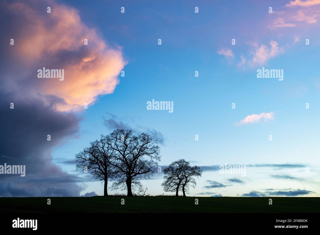 Silhouette Oak trees in early spring at sunset. Leafield, Cotswolds ...
