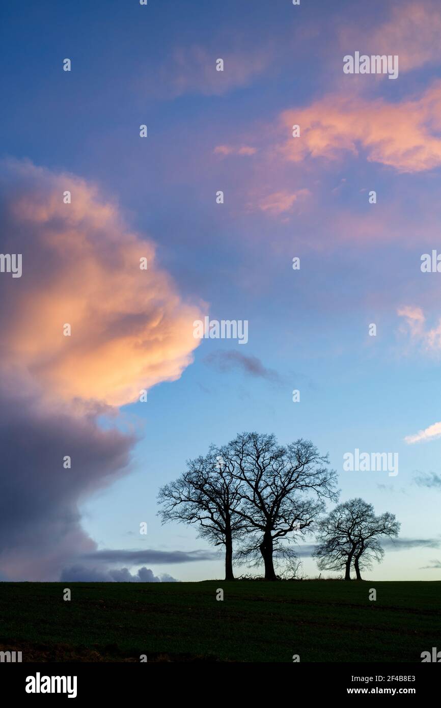 Silhouette Oak trees in early spring at sunset. Leafield, Cotswolds ...