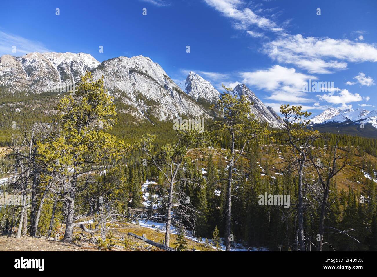 Sunny Springtime Landscape Hike Alpine Meadow Green Montane Forest ...