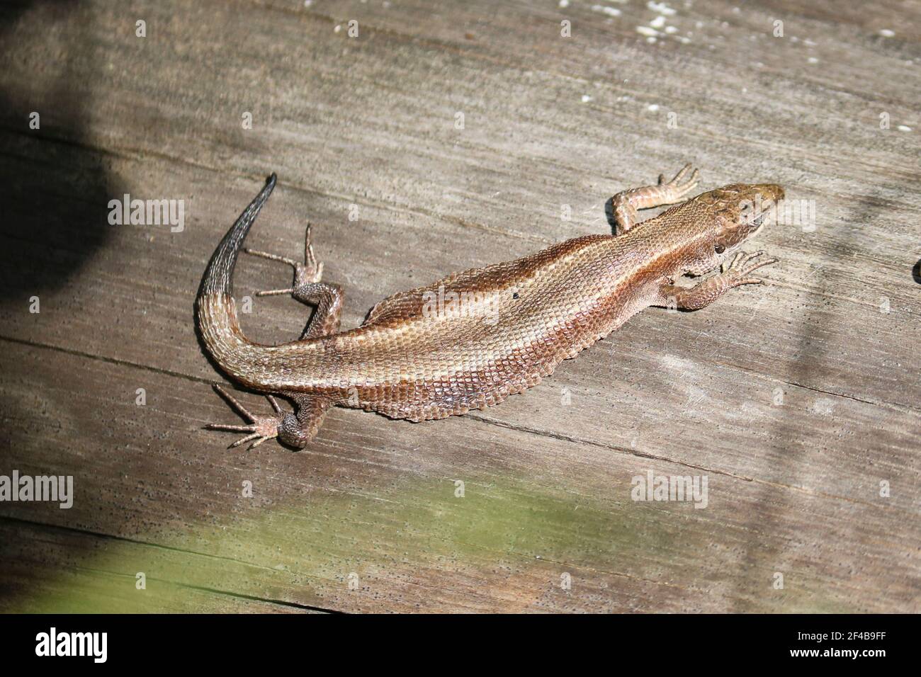 The viviparous lizard, or common lizard, (Zootoca vivipara) sits on an ...