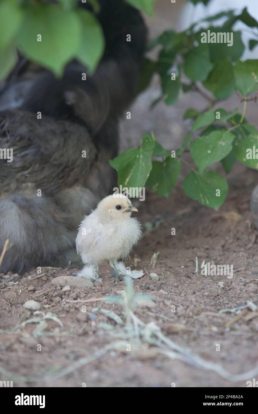 Chicken under tree hi-res stock photography and images - Alamy