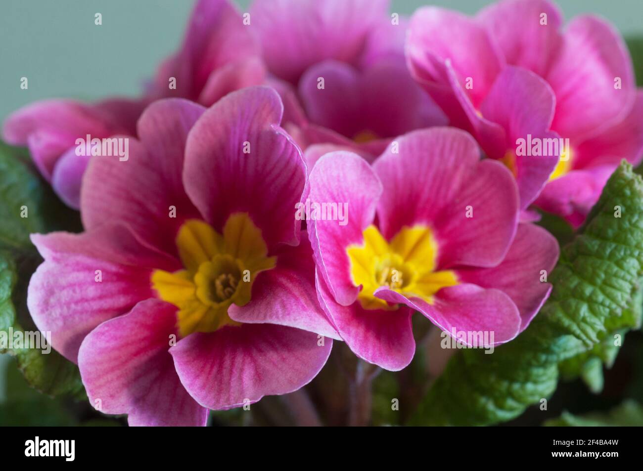 Garden primrose primula acaulis hybrid hi-res stock photography and ...