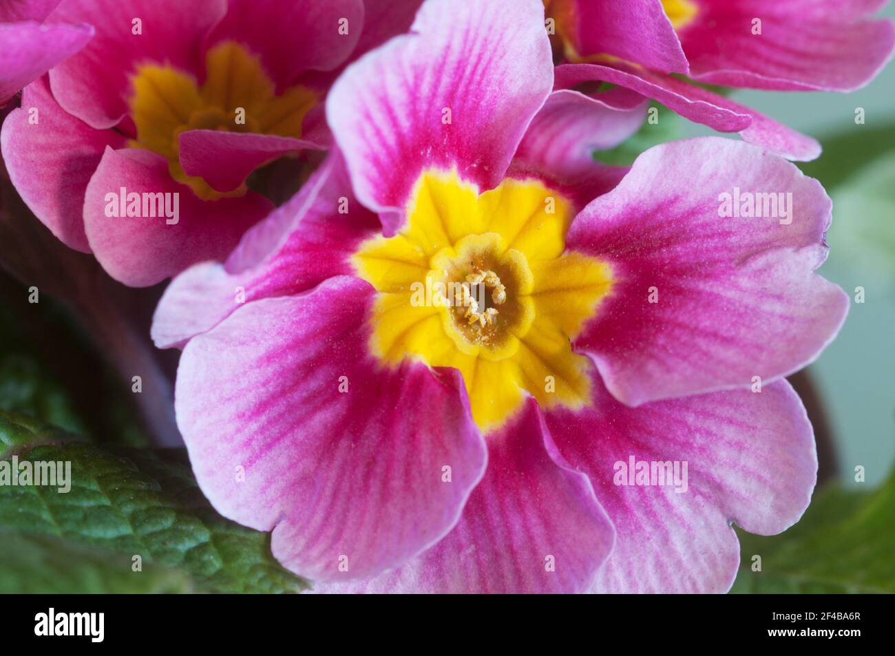Garden primrose primula acaulis hybrid hi-res stock photography and ...