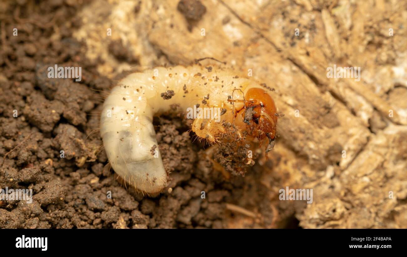 larva of the chafer beetle (lat. Melolontha Stock Photo - Alamy