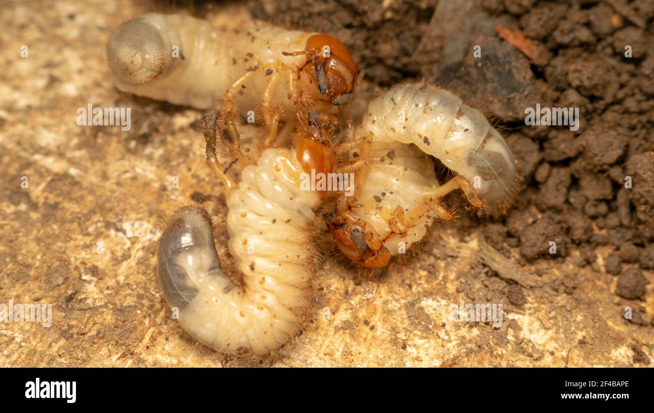 larva of the chafer beetle (lat. Melolontha Stock Photo - Alamy