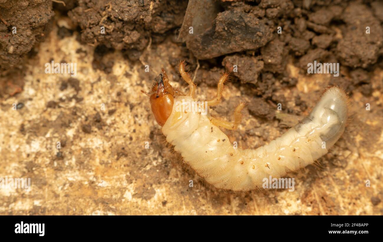 larva of the chafer beetle (lat. Melolontha Stock Photo - Alamy
