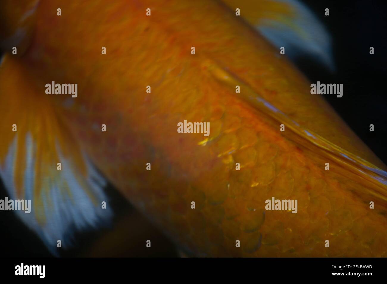 Koi fish up close hi-res stock photography and images - Alamy
