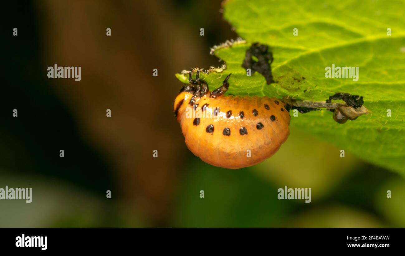 ladybug larva on the green leaf, pupal stage Stock Photo - Alamy