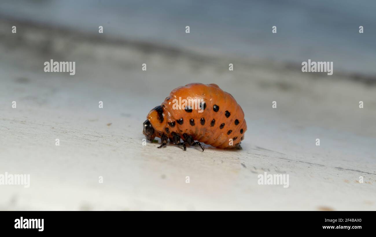 Ladybug larva metamorphosis hi-res stock photography and images - Alamy