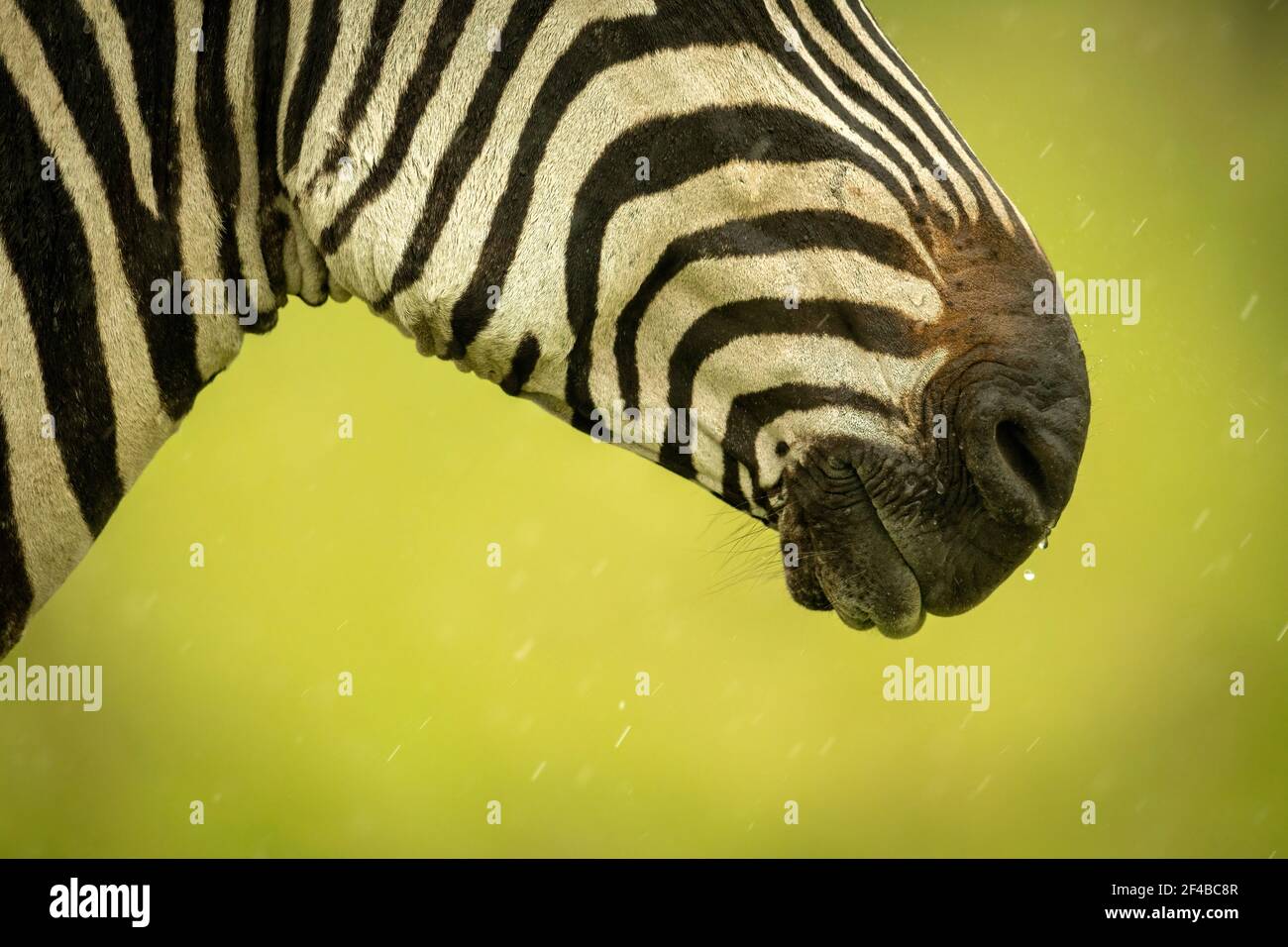 Close-up of plains zebra nose in rain Stock Photo - Alamy