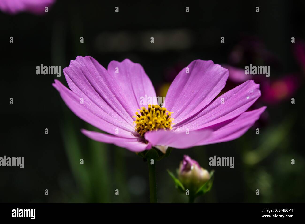 A single pink flowerhead of a Cosmos Flower, Cosmos Bipinnatus, also ...