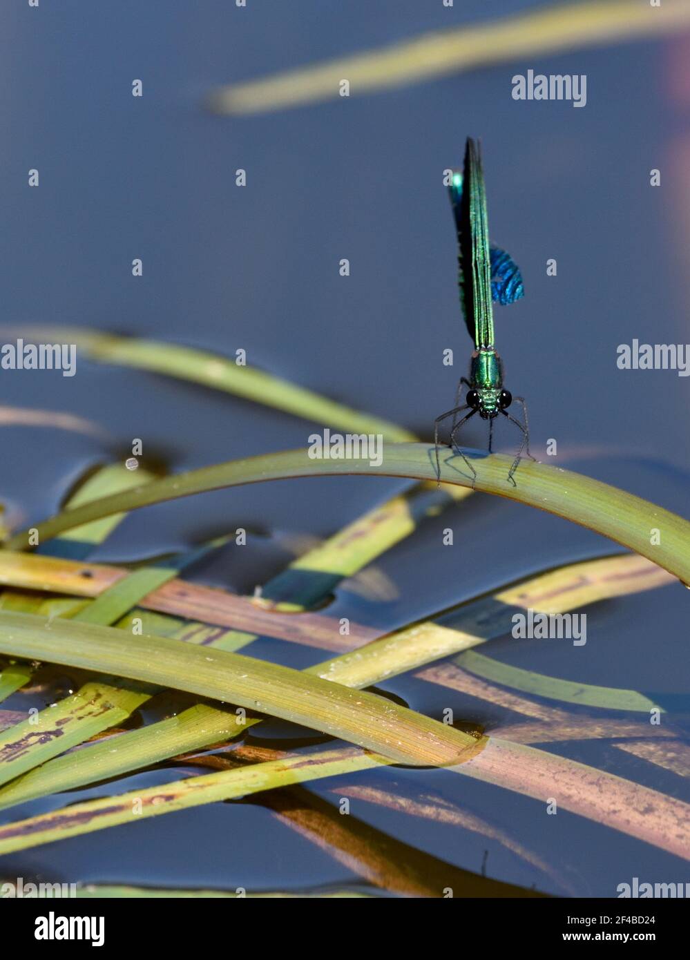 Dragonfly damaged wing hi-res stock photography and images - Alamy
