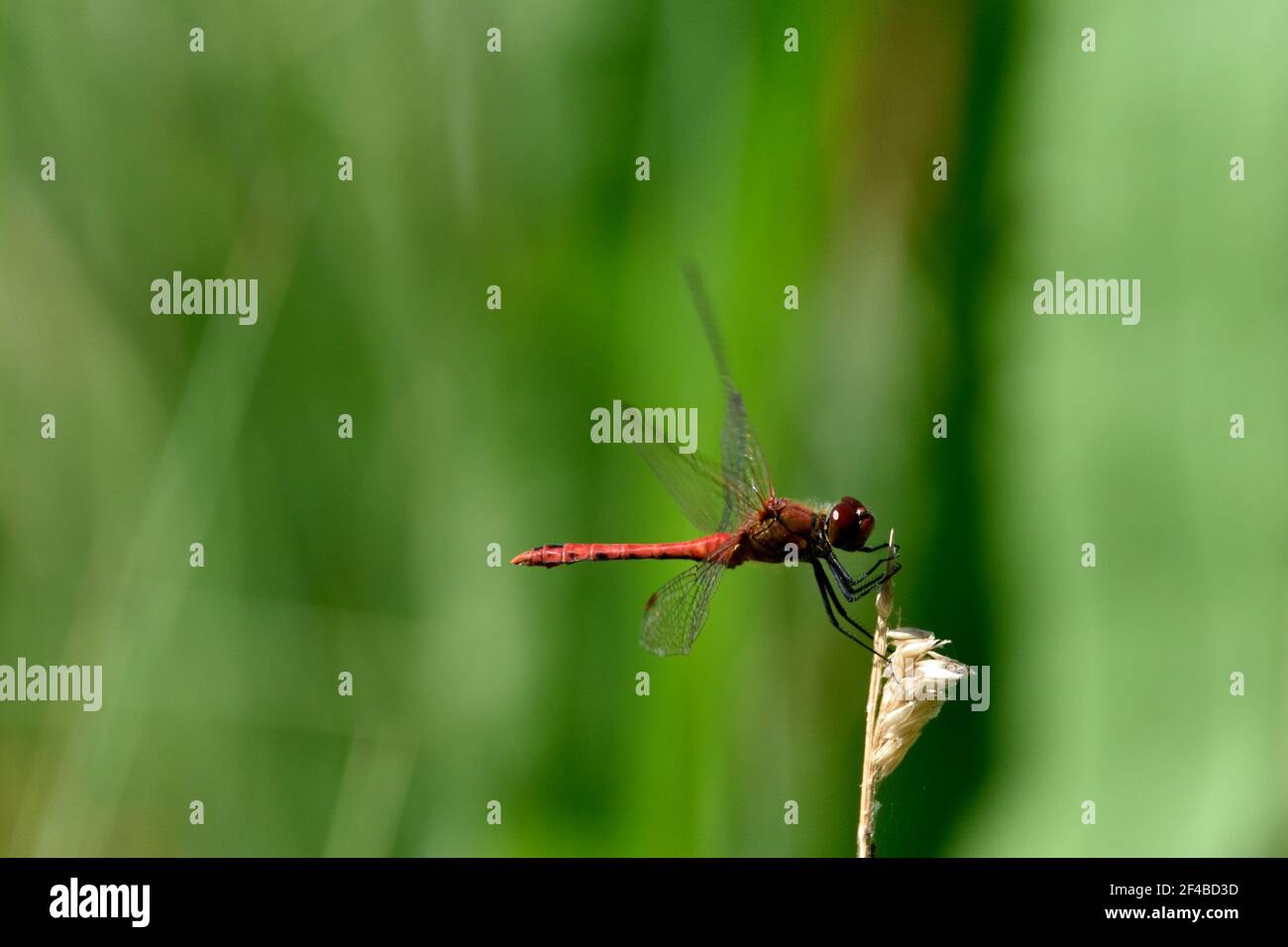 Dragonfly in the nature. Dragonfly in the nature habitat Stock Photo ...