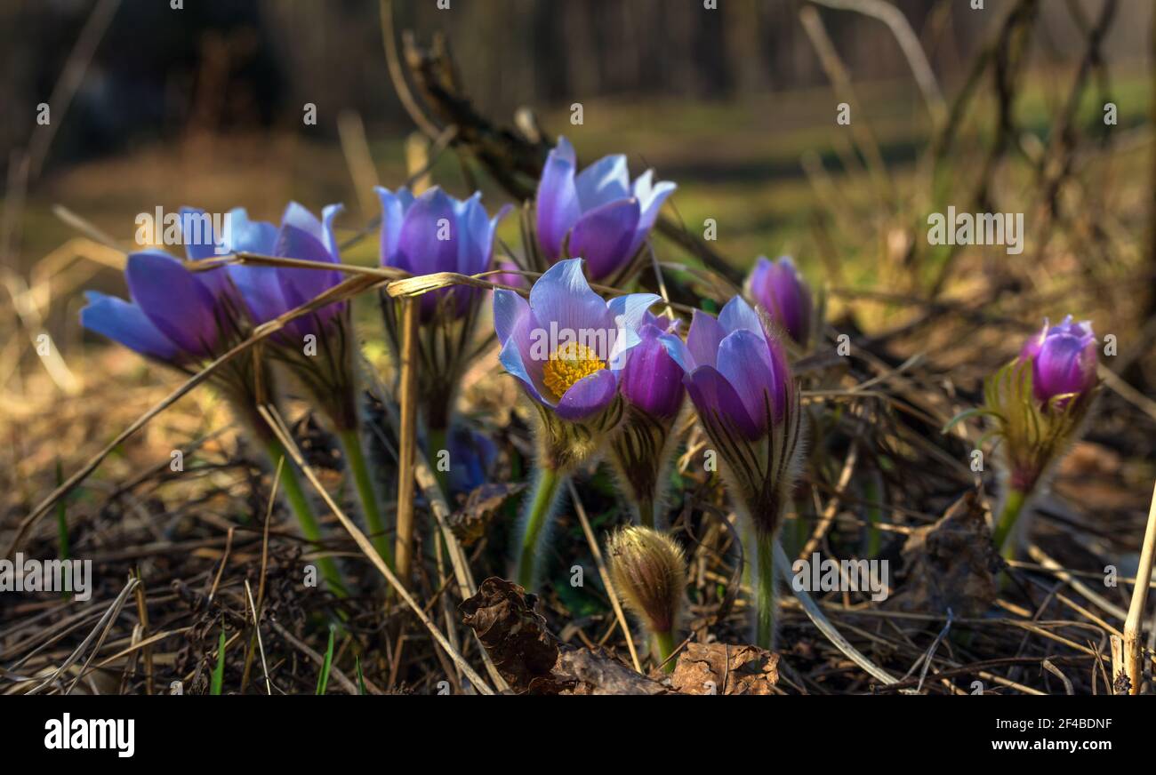 pasque-flower (Anémone pátens) is a perennial herb. one of the first ...