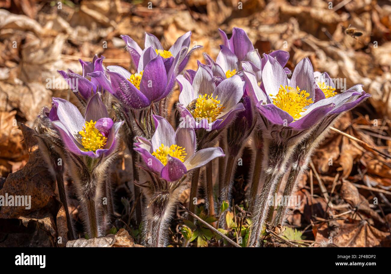 Pasque flower patens hi-res stock photography and images - Alamy