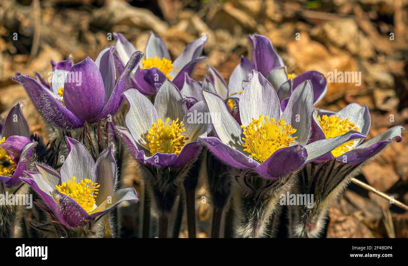 pasque-flower (Anémone pátens) is a perennial herb. one of the first ...