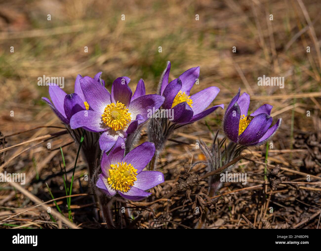 pasque-flower (Anémone pátens) is a perennial herb. one of the first ...