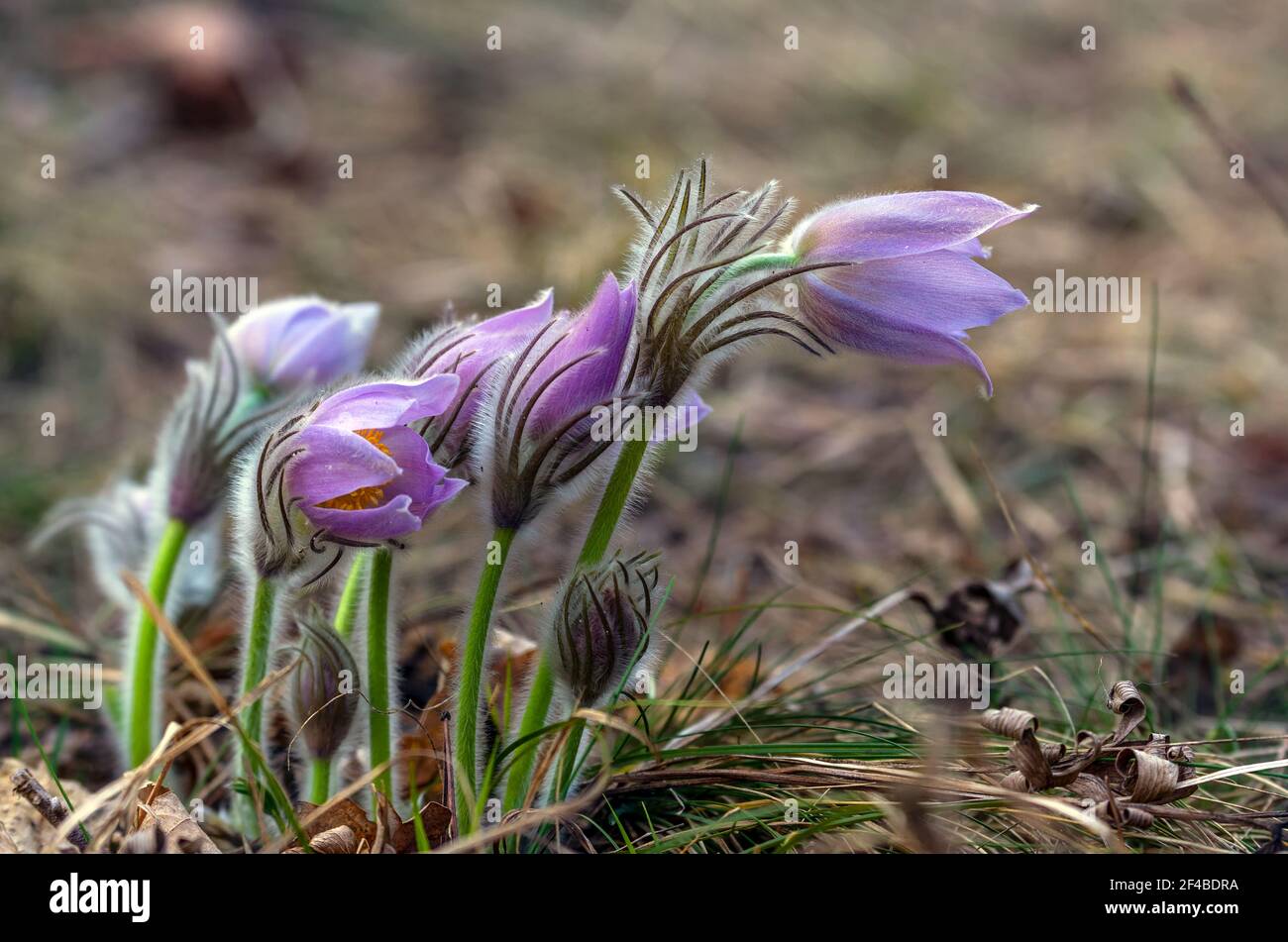 pasque-flower (Anémone pátens) is a perennial herb. one of the first ...