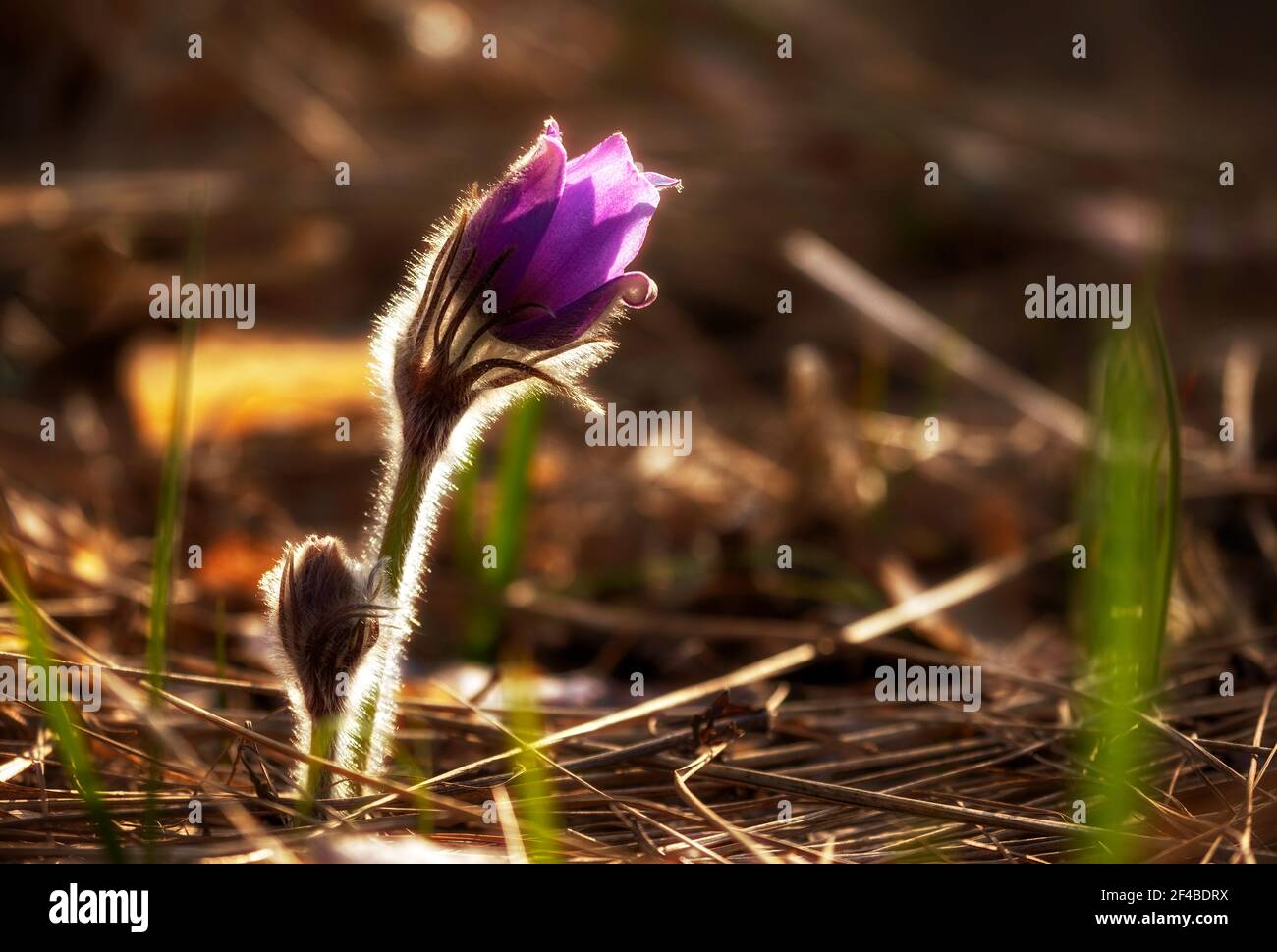 pasque-flower (Anémone pátens) is a perennial herb. one of the first ...