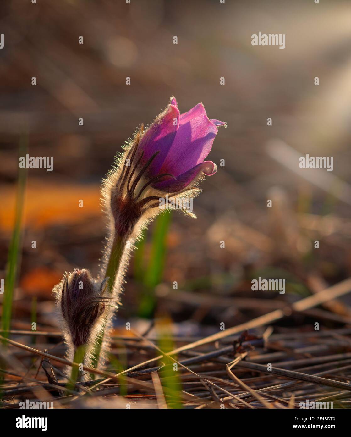 pasque-flower (Anémone pátens) is a perennial herb. one of the first ...