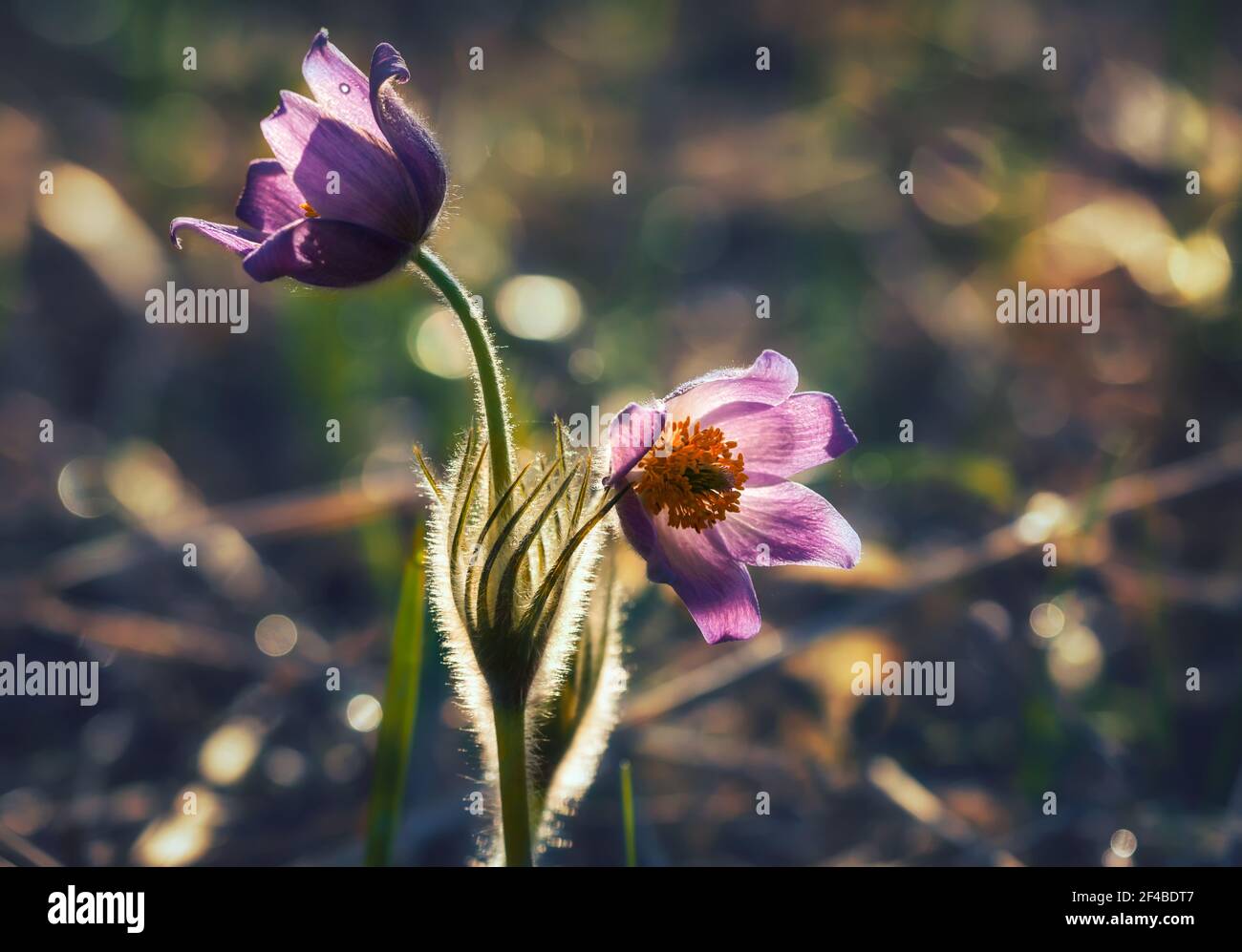 pasque-flower (Anémone pátens) is a perennial herb. one of the first ...