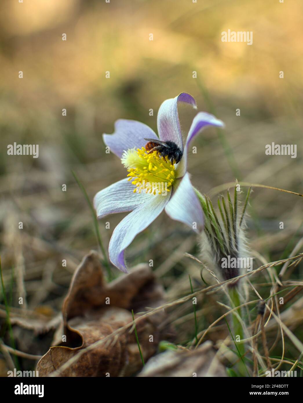 pasque-flower (Anémone pátens) is a perennial herb. one of the first ...