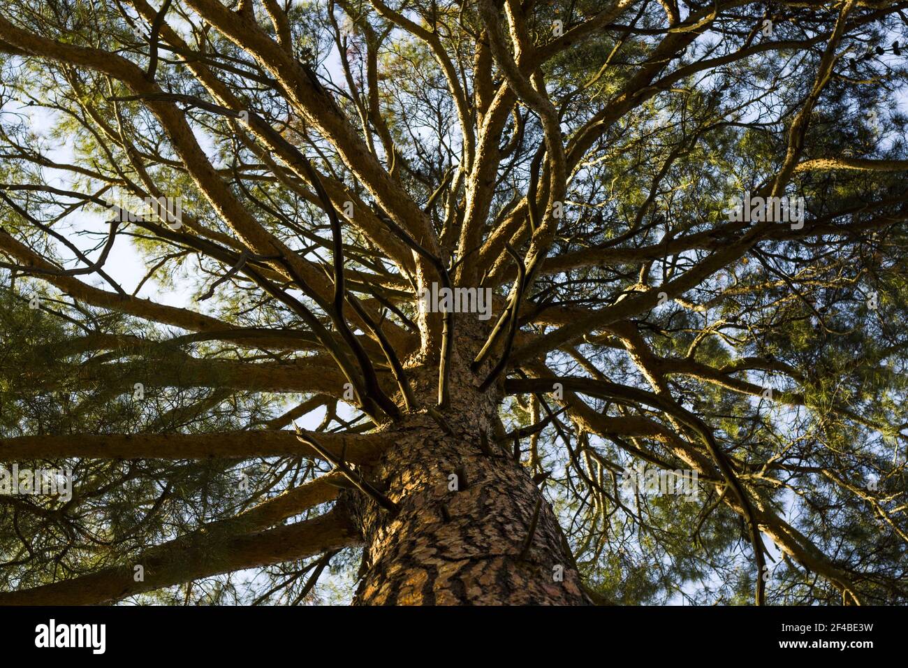 A low angle of a tall pine tree in a park Stock Photo - Alamy