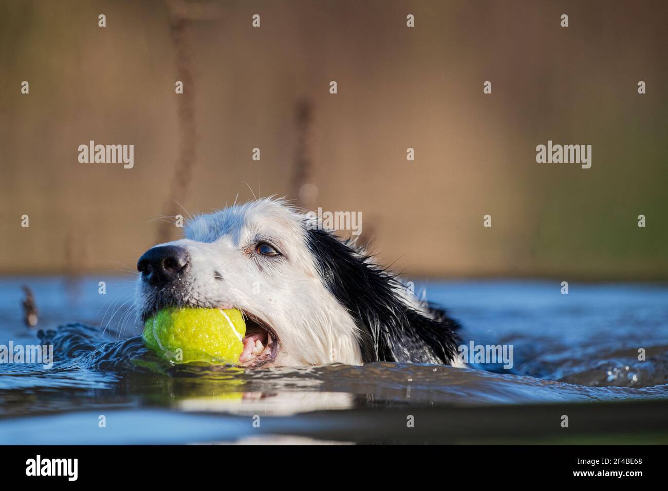 Border collie swimming, Flood defence channel, Exeter, Devon Stock ...