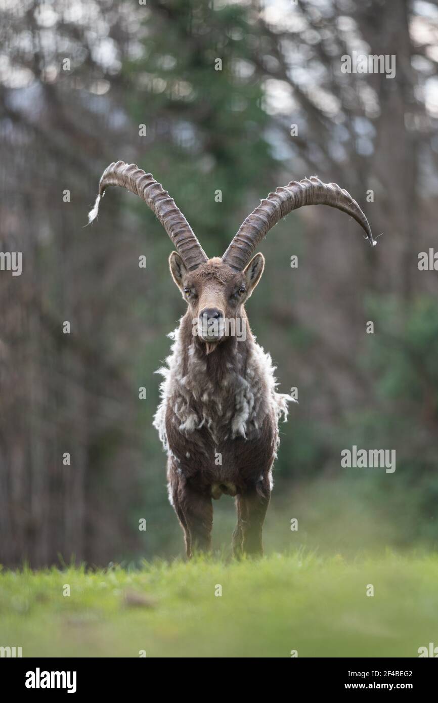 Ibex goat hi-res stock photography and images - Alamy