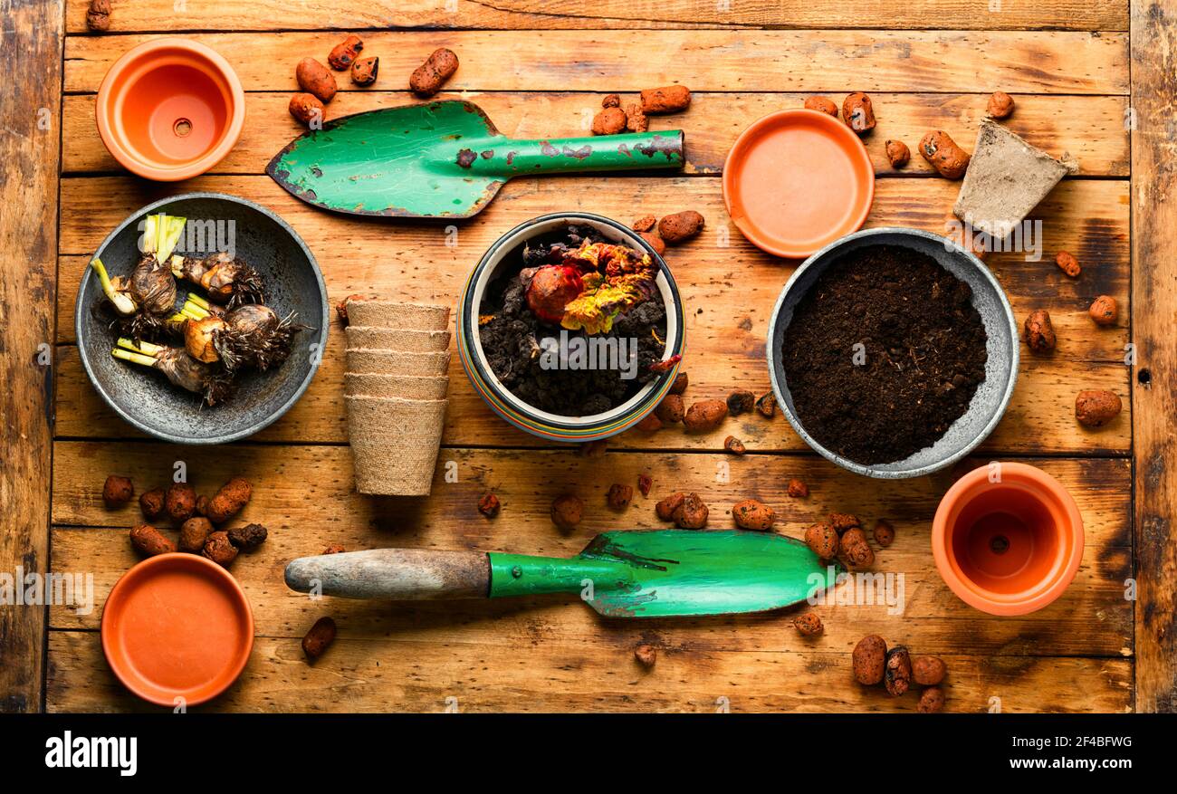 Set of plant seeds,bulbs,pots and gardening tools.Planting seedlings ...