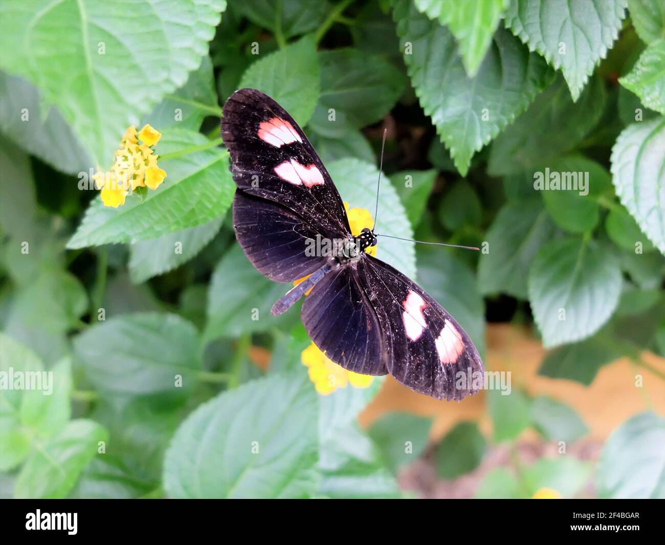 A moth with black wings on top of a plant Stock Photo - Alamy