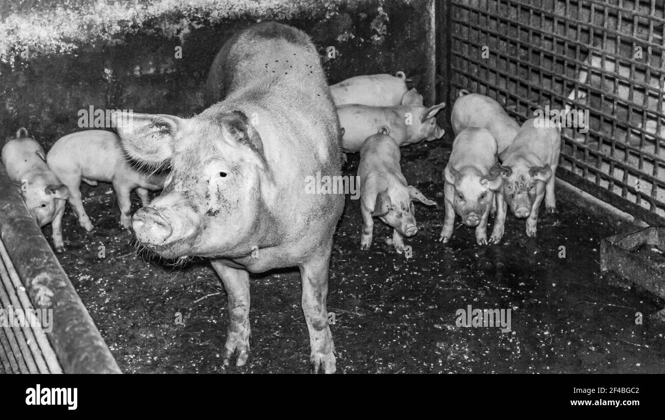 Dirty pigs Black and White Stock Photos & Images - Alamy