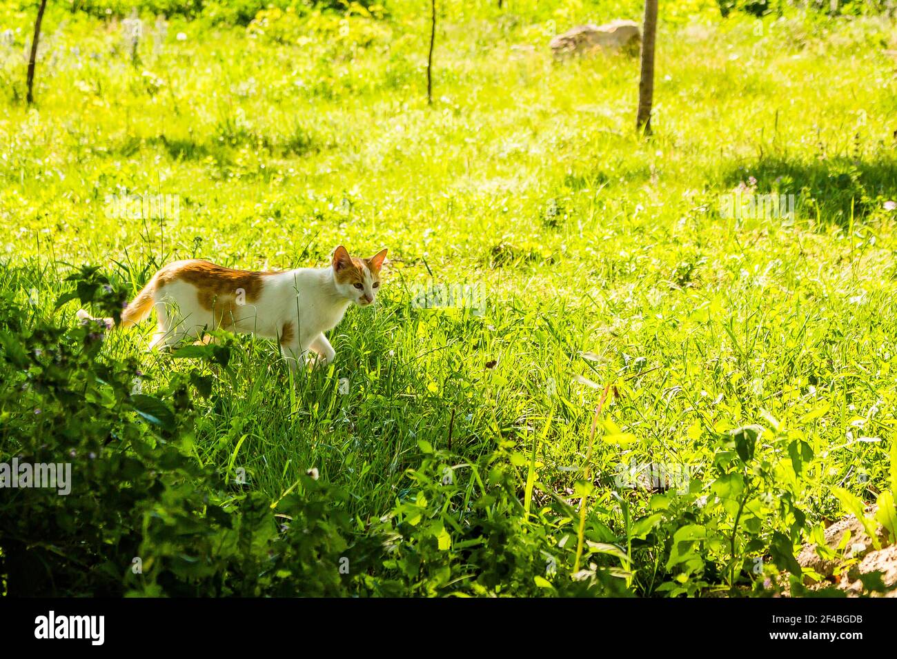 A shorthair cat in a grass field during daytime Stock Photo - Alamy