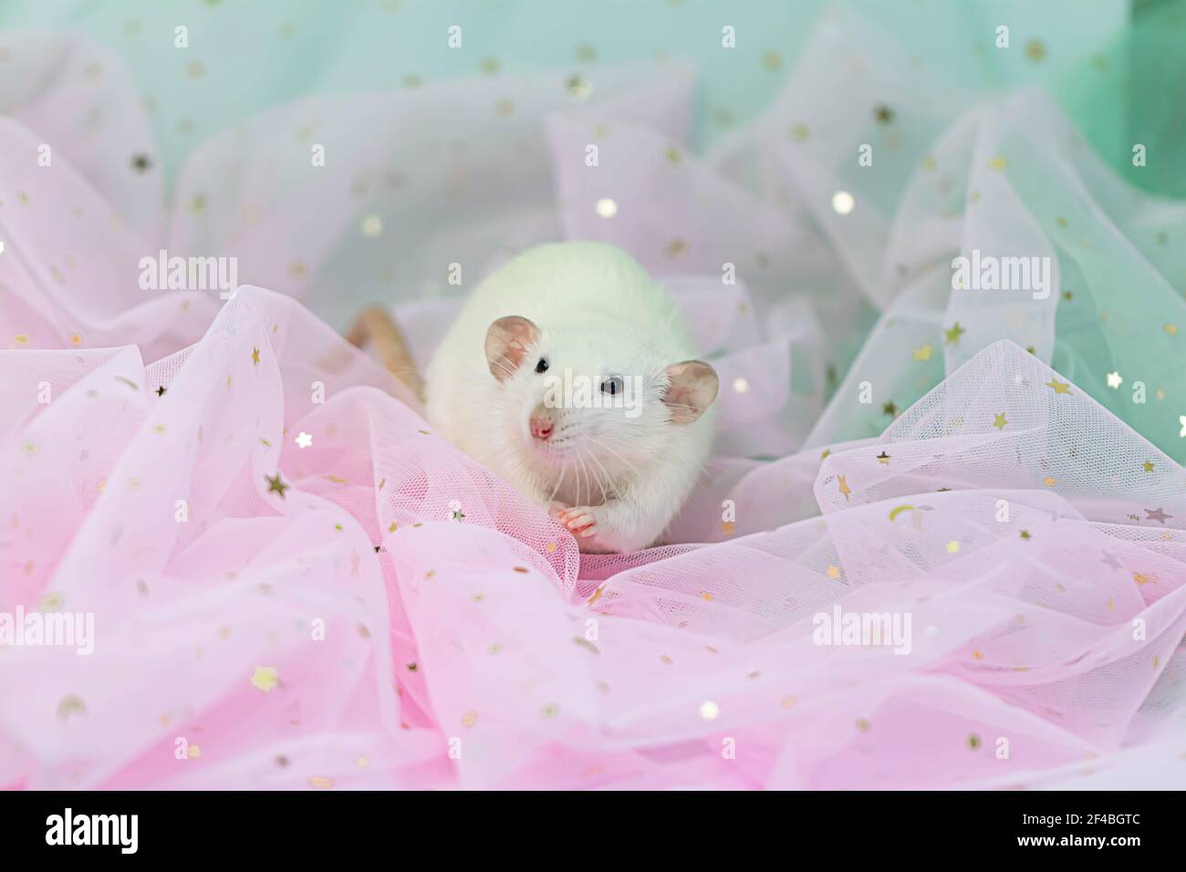 White rat face close hi-res stock photography and images - Alamy