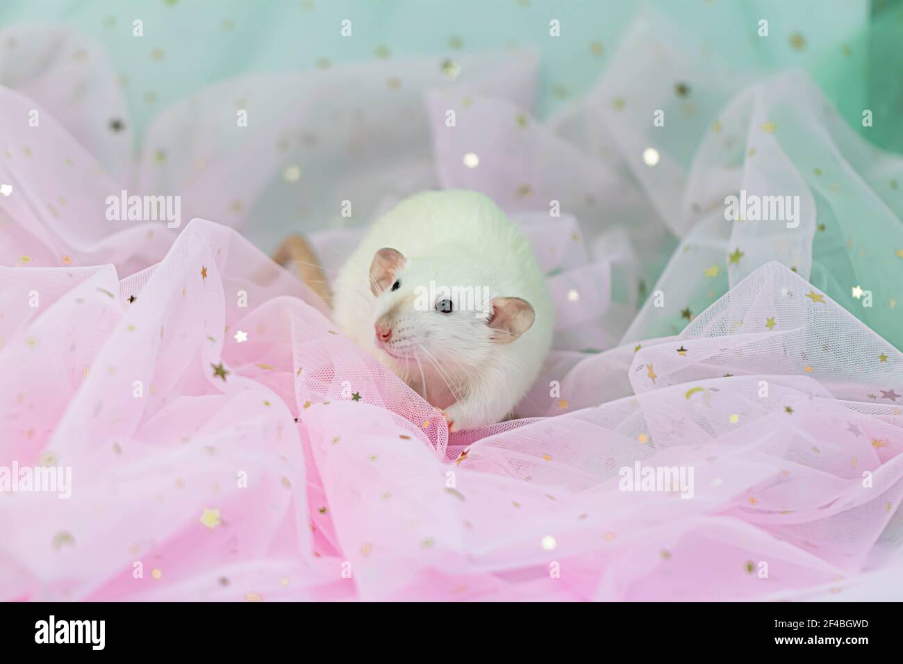 A small cute white decorative rat sits among the folds of mint and pink ...
