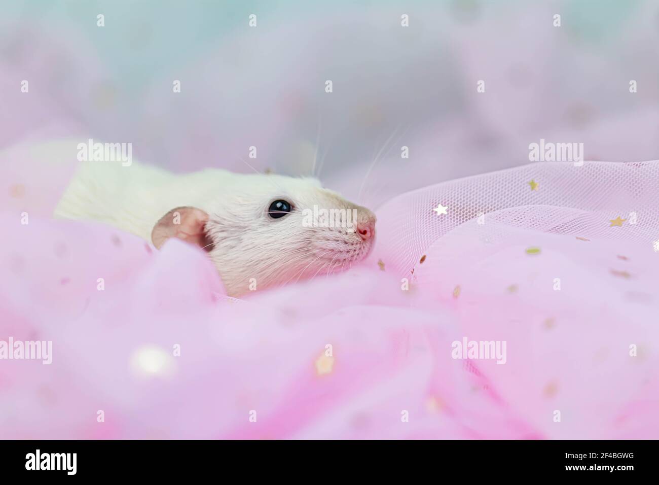 Princess rat hi-res stock photography and images - Alamy