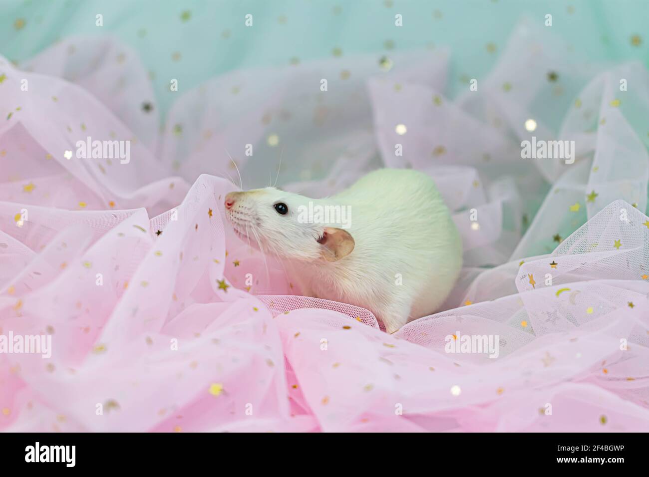 Princess rat hi-res stock photography and images - Alamy