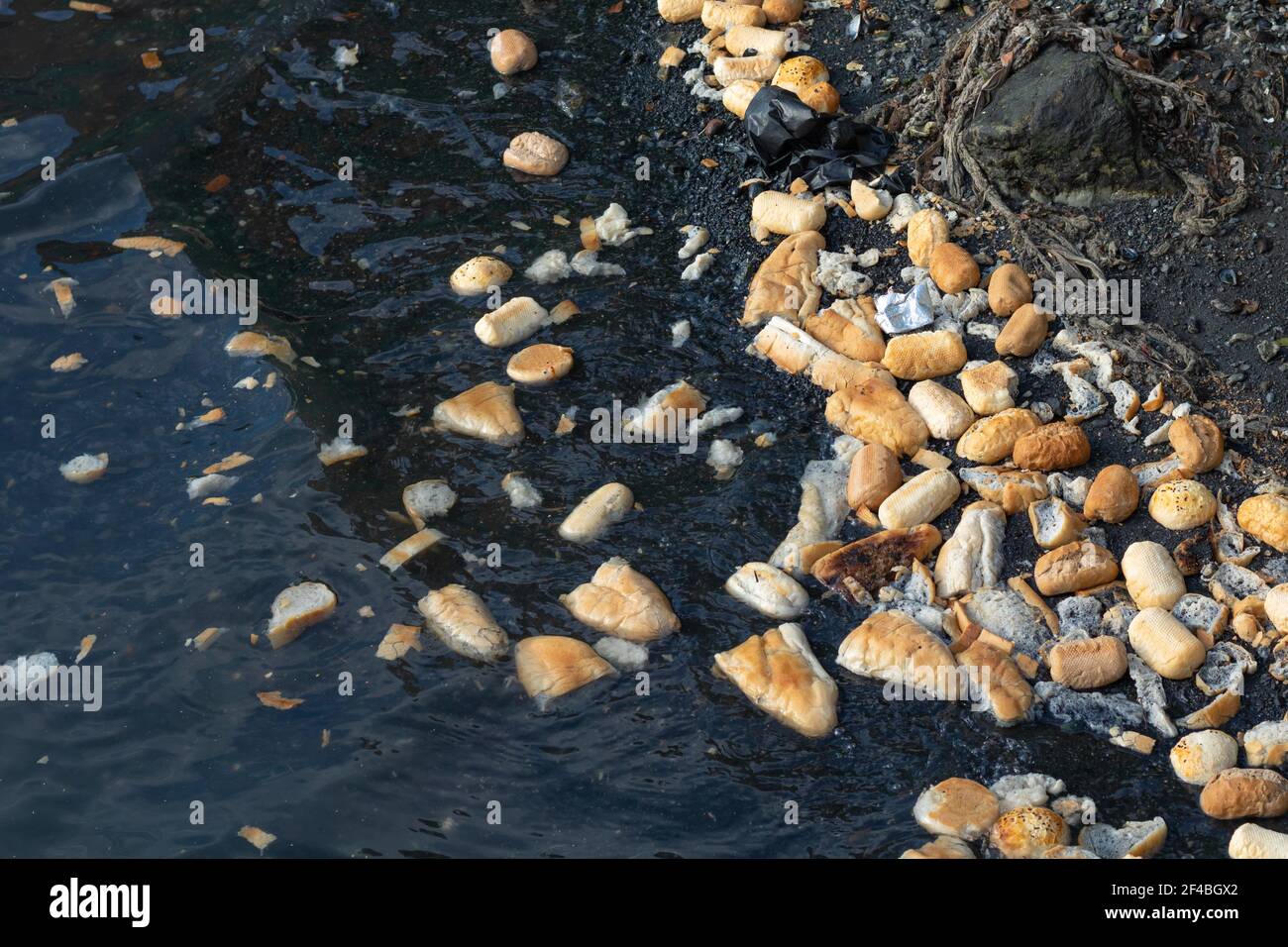 food waste background photo. breads on the sea. food waste problem ...